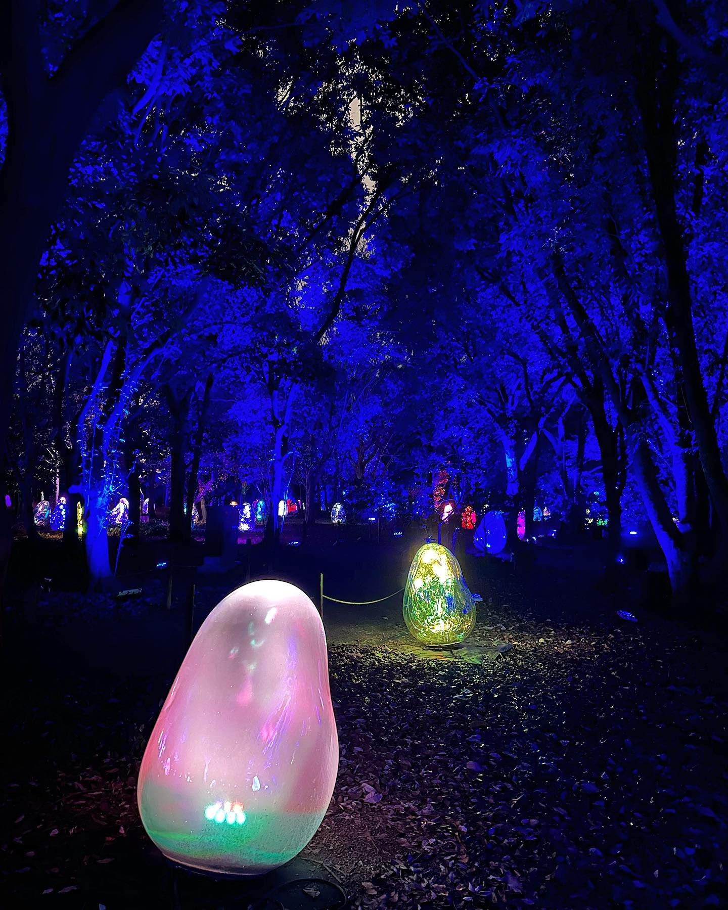 teamLab Botanical Garden Osaka | teamLab