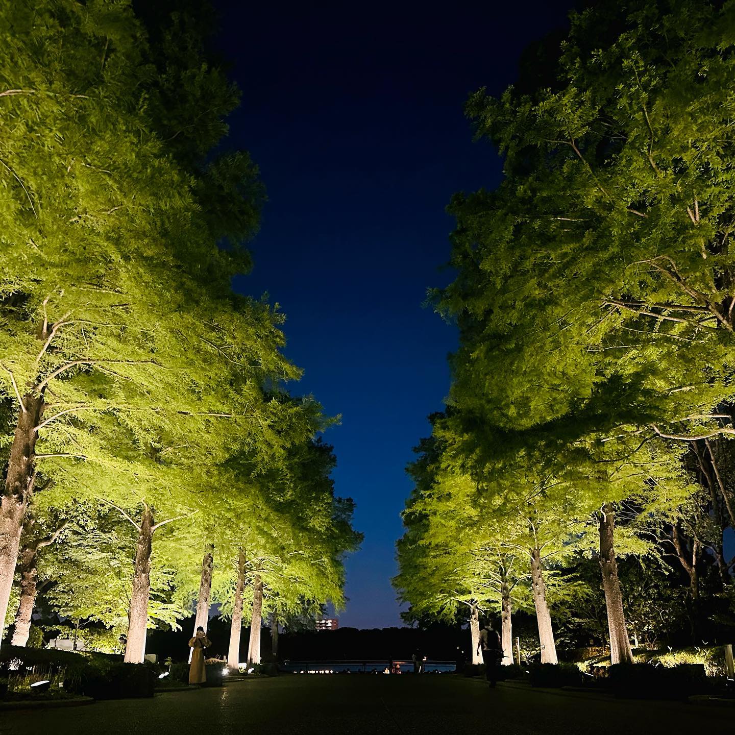 [Official] teamLab Botanical Garden Osaka | teamLab Night Open-Air Museum