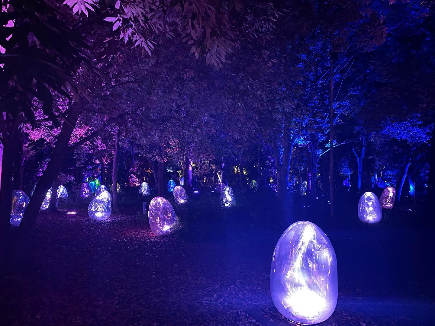 [Official] teamLab Botanical Garden Osaka | teamLab Night Open-Air Museum