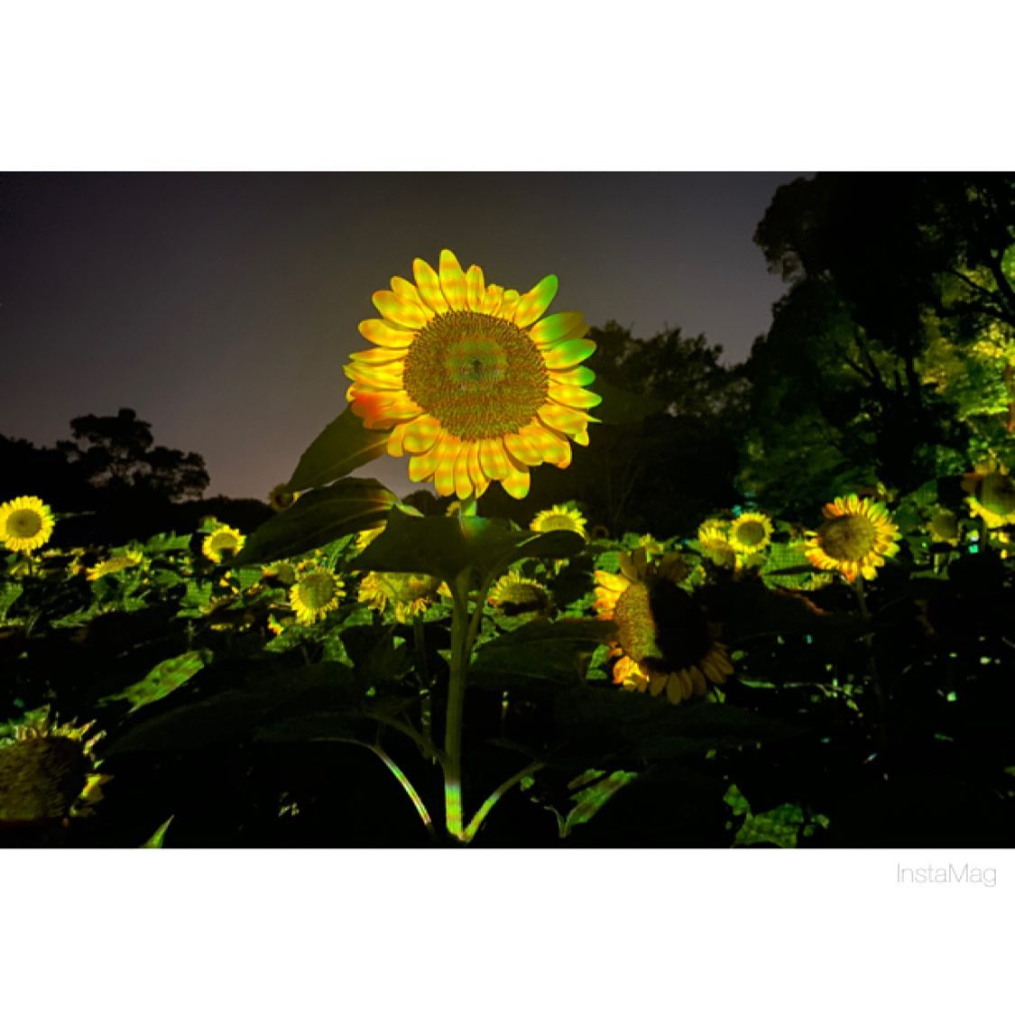 [Official] teamLab Botanical Garden Osaka | teamLab Night Open-Air Museum
