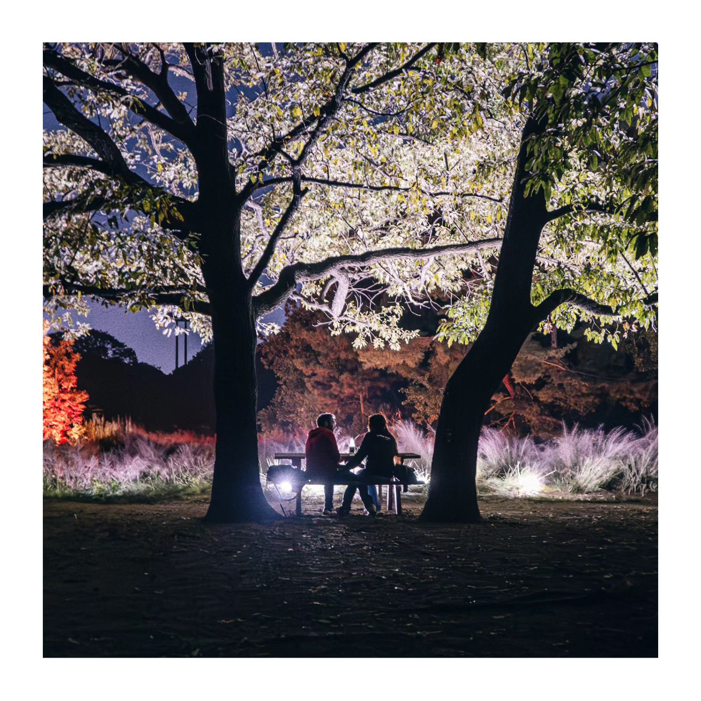 [Official] teamLab Botanical Garden Osaka | teamLab Night Open-Air Museum