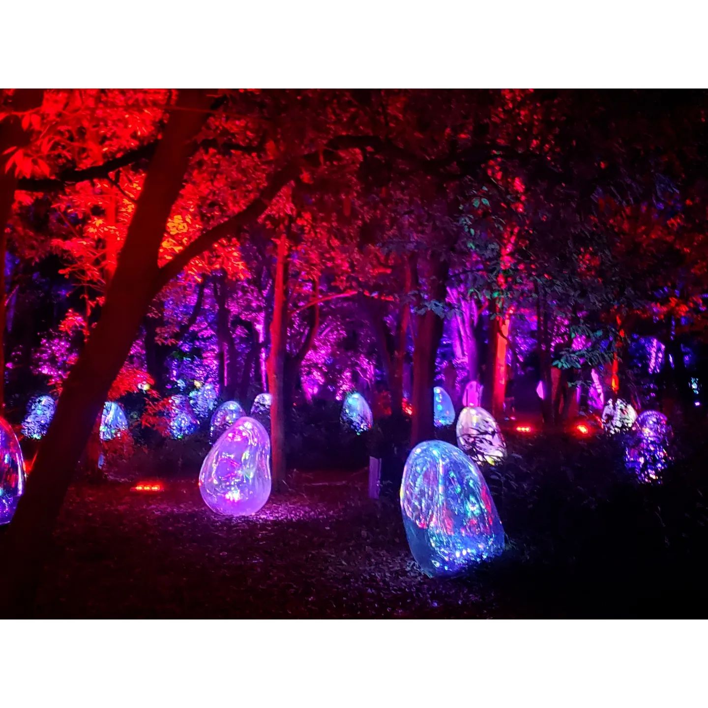 [Official] teamLab Botanical Garden Osaka | teamLab Night Open-Air Museum