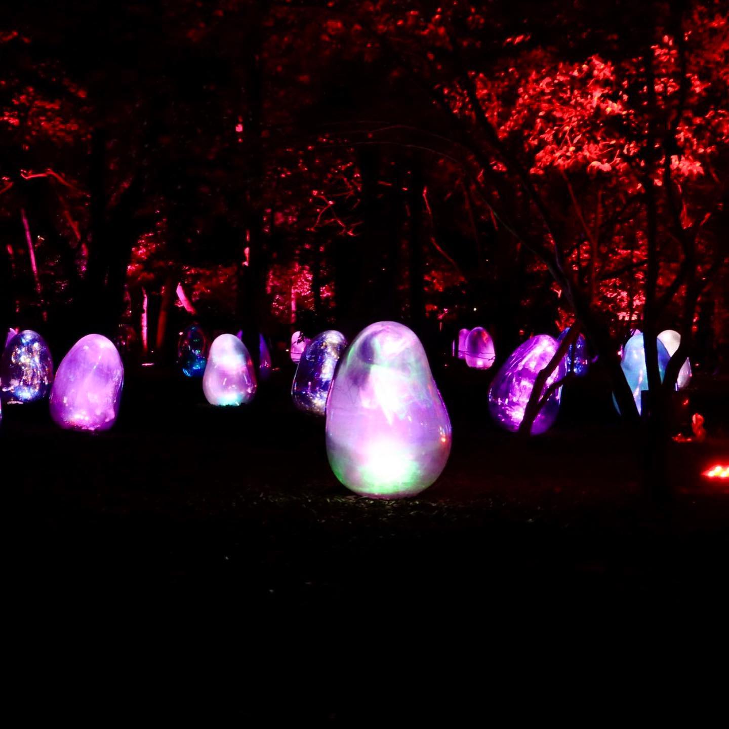 [Official] teamLab Botanical Garden Osaka | teamLab Night Open-Air Museum