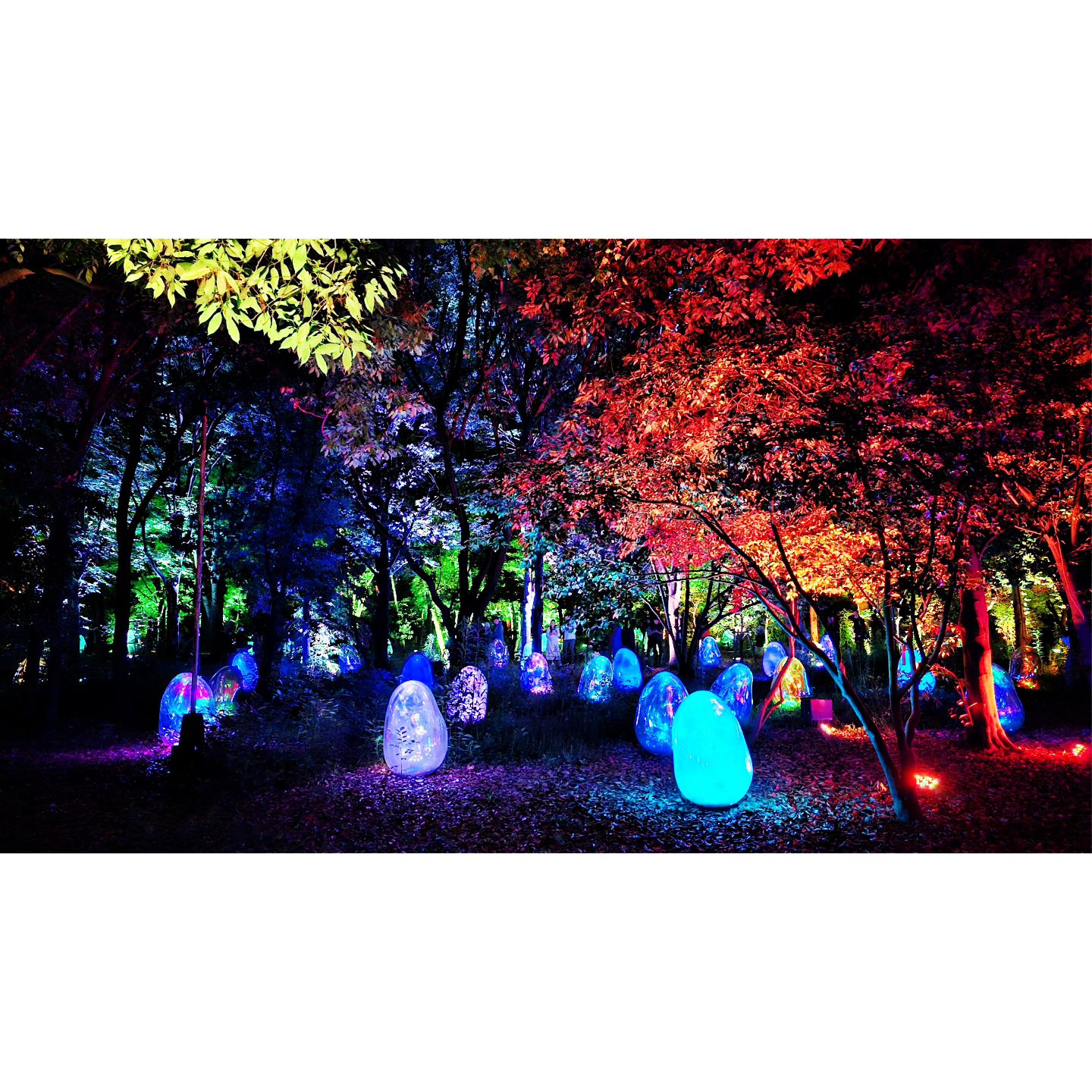 [Official] teamLab Botanical Garden Osaka | teamLab Night Open-Air Museum